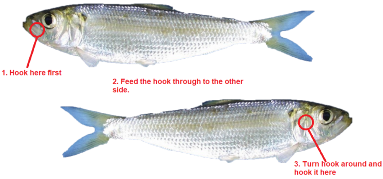 Mooching Salmon Rig - Pro Fishing Rigs